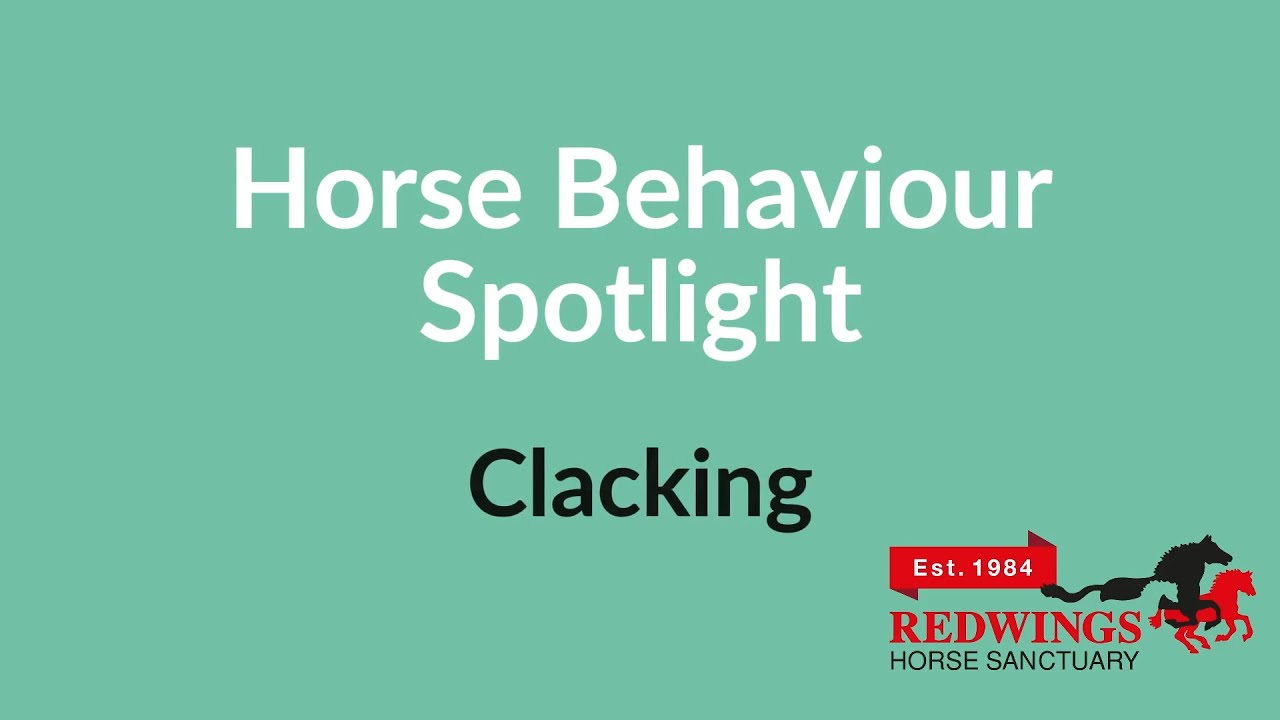 Horse Behaviour Spotlight - What is clacking? - YouTube