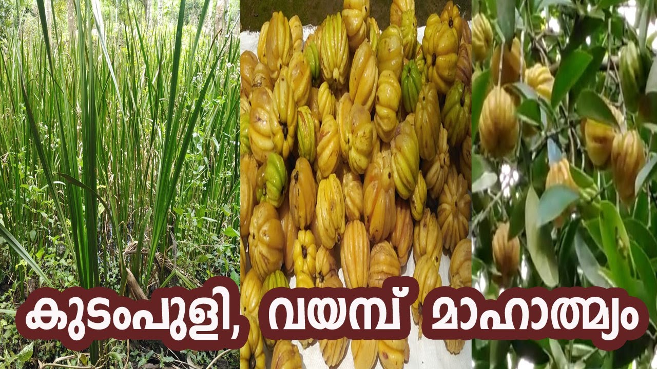 കുടംപുളി നിറയെ കായ്ക്കാൻ Malabar Tamarind Kudam Puli - YouTube