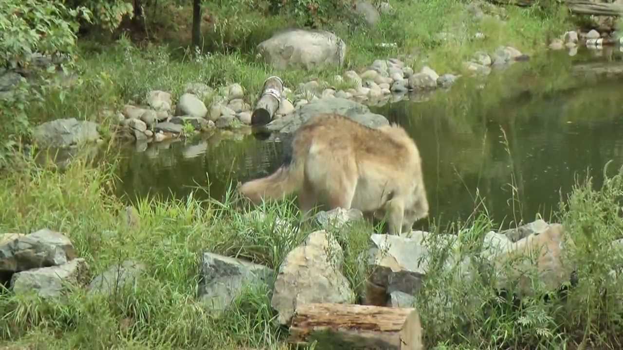 A quiet day in the enclosure at the International Wolf Center, Ely MN ...