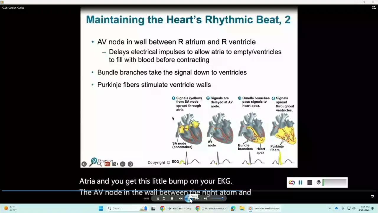 42.2b Cardiac Cycles - YouTube