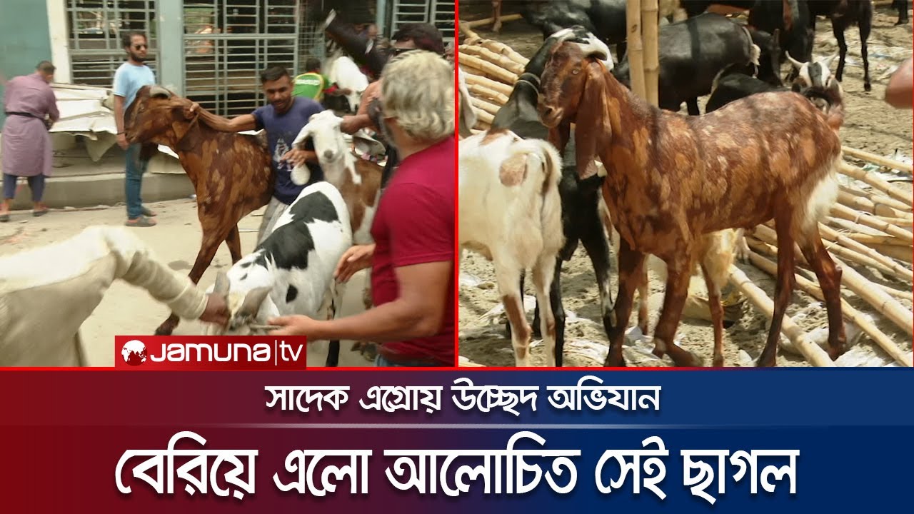 উচ্ছেদ অভিযানে বেরিয়ে এলো ১৫ লাখ টাকার সেই ছাগল | Sadik Agro | Goat ...