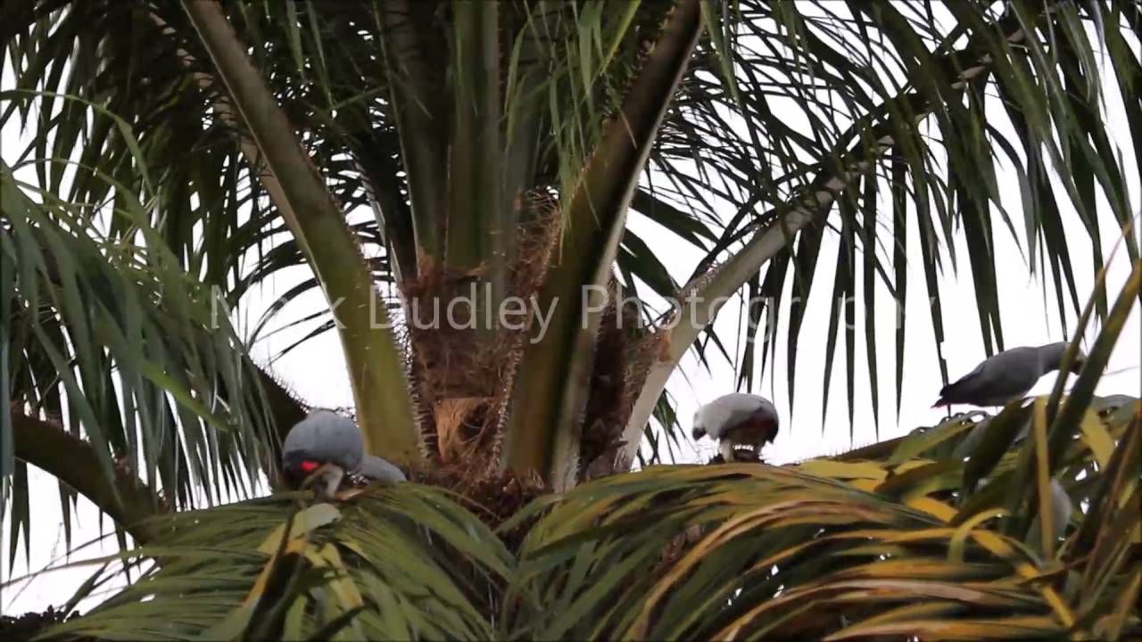 African Grey Parrots in the wild - YouTube