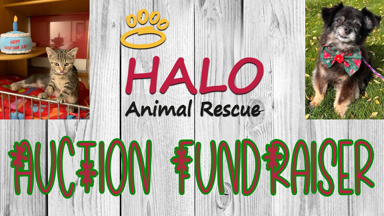 cwp-pepper-ornament-halo-animal-rescue-charity-auction-youtube