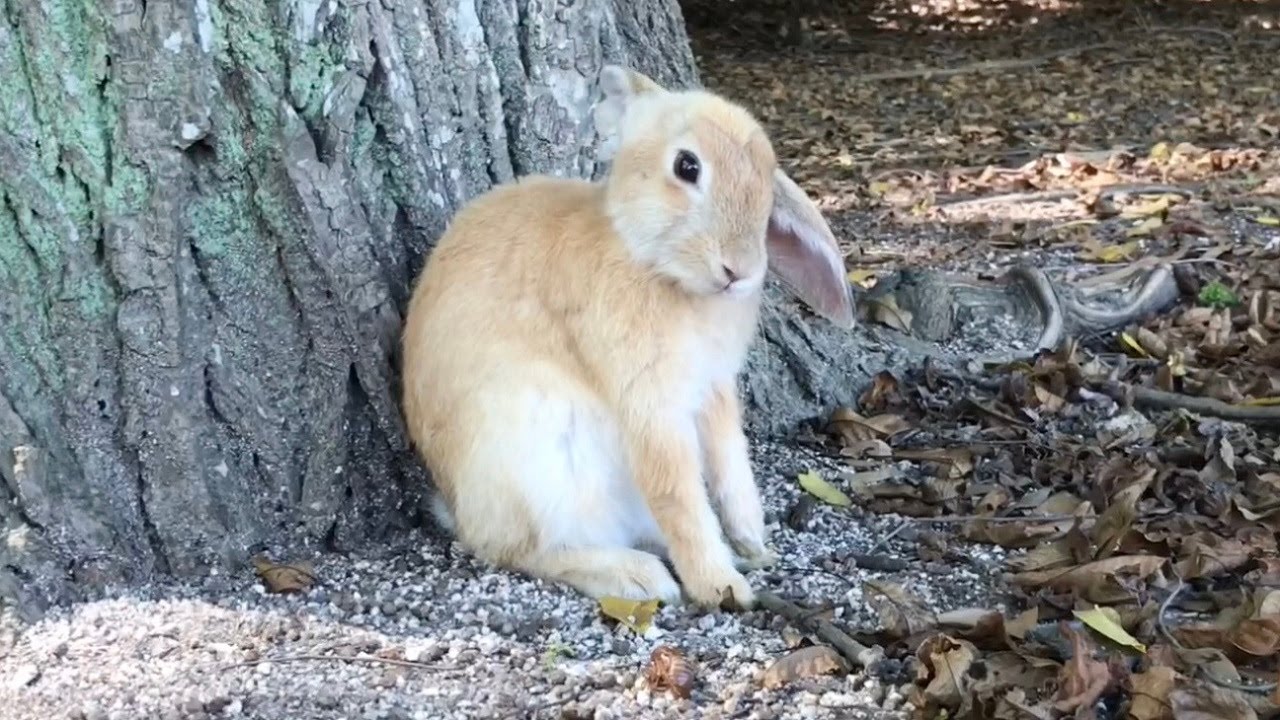 Rabbit: “Were you staring at me this whole time? ” - YouTube