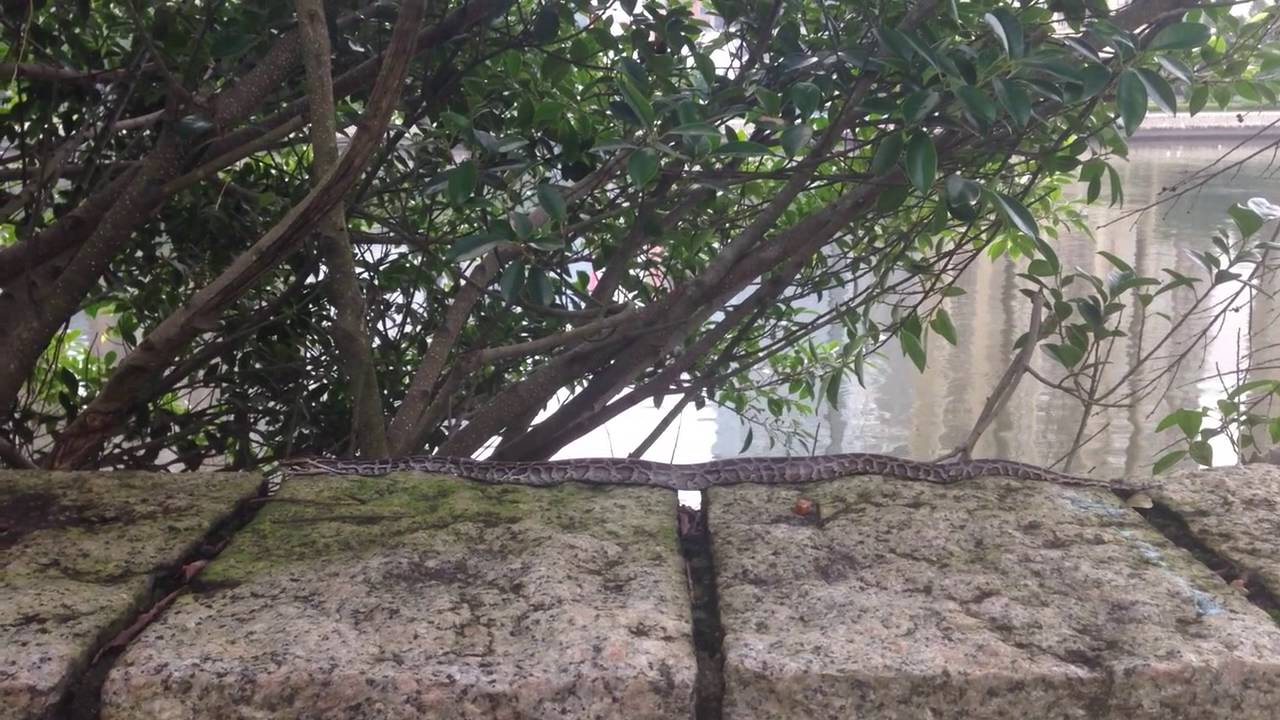 Baby python in Hong Kong - YouTube