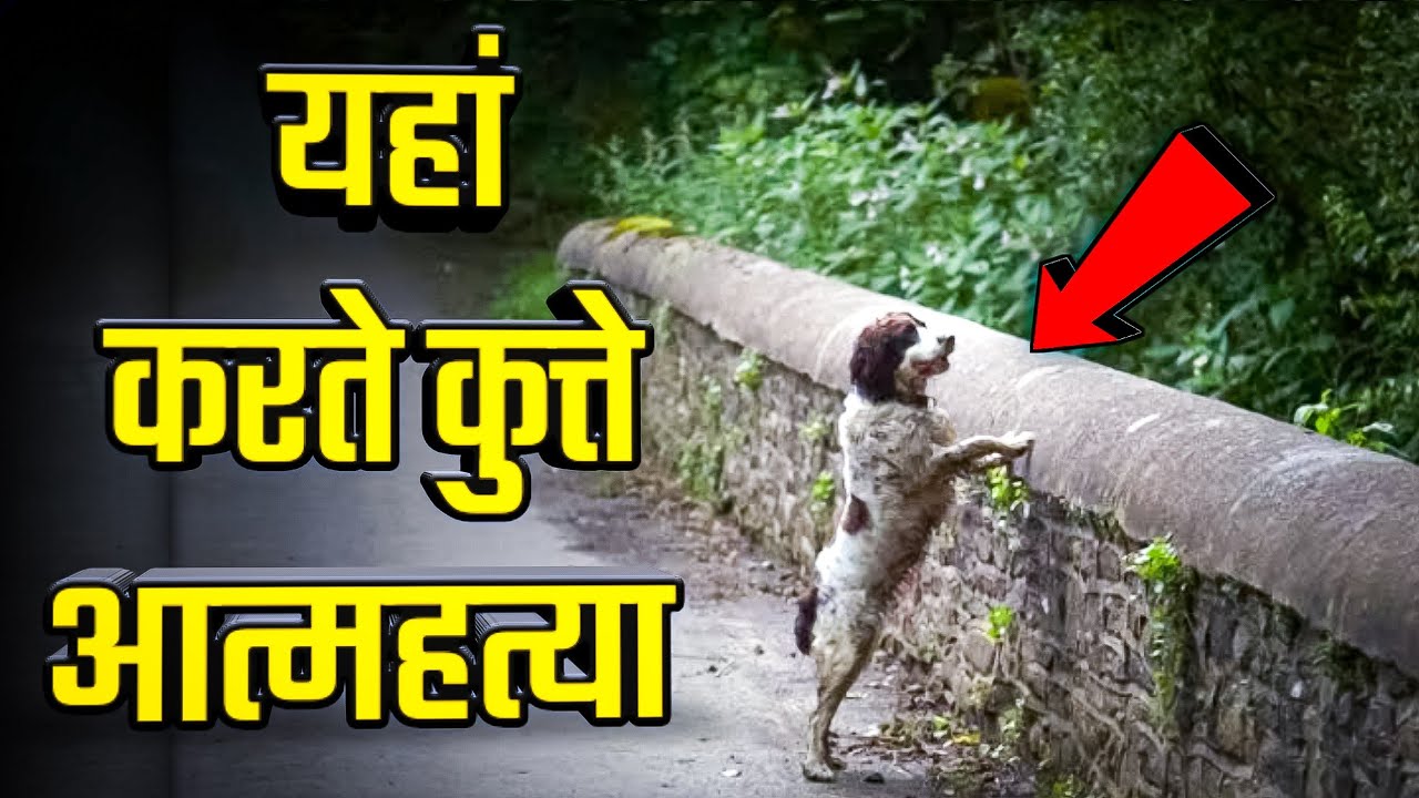 Dog sucide place | Overtoun Bridge | Mysterious Video By science ...
