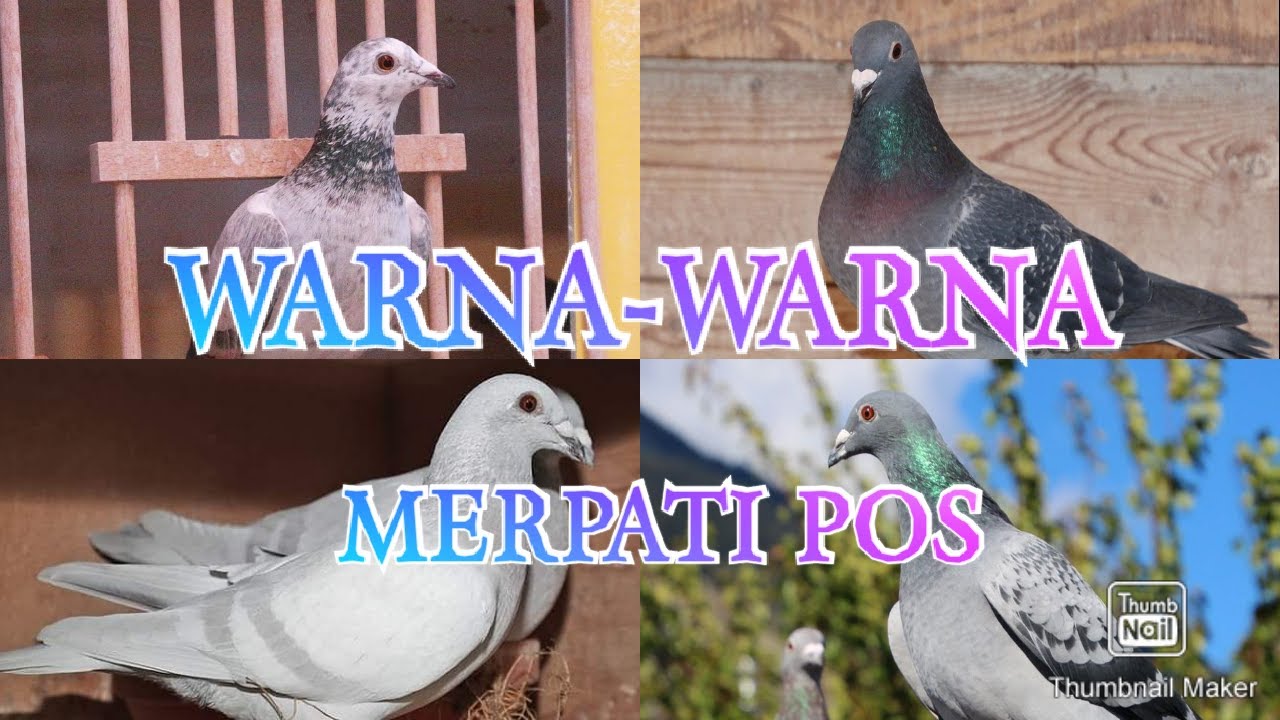 JENIS - JENIS WARNA MERPATI POS #WAJIBTAHU!! - YouTube