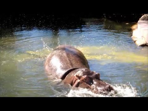 Hippo splatters explosive diarrhea everywhere 2 | Extreme Hippo Poop