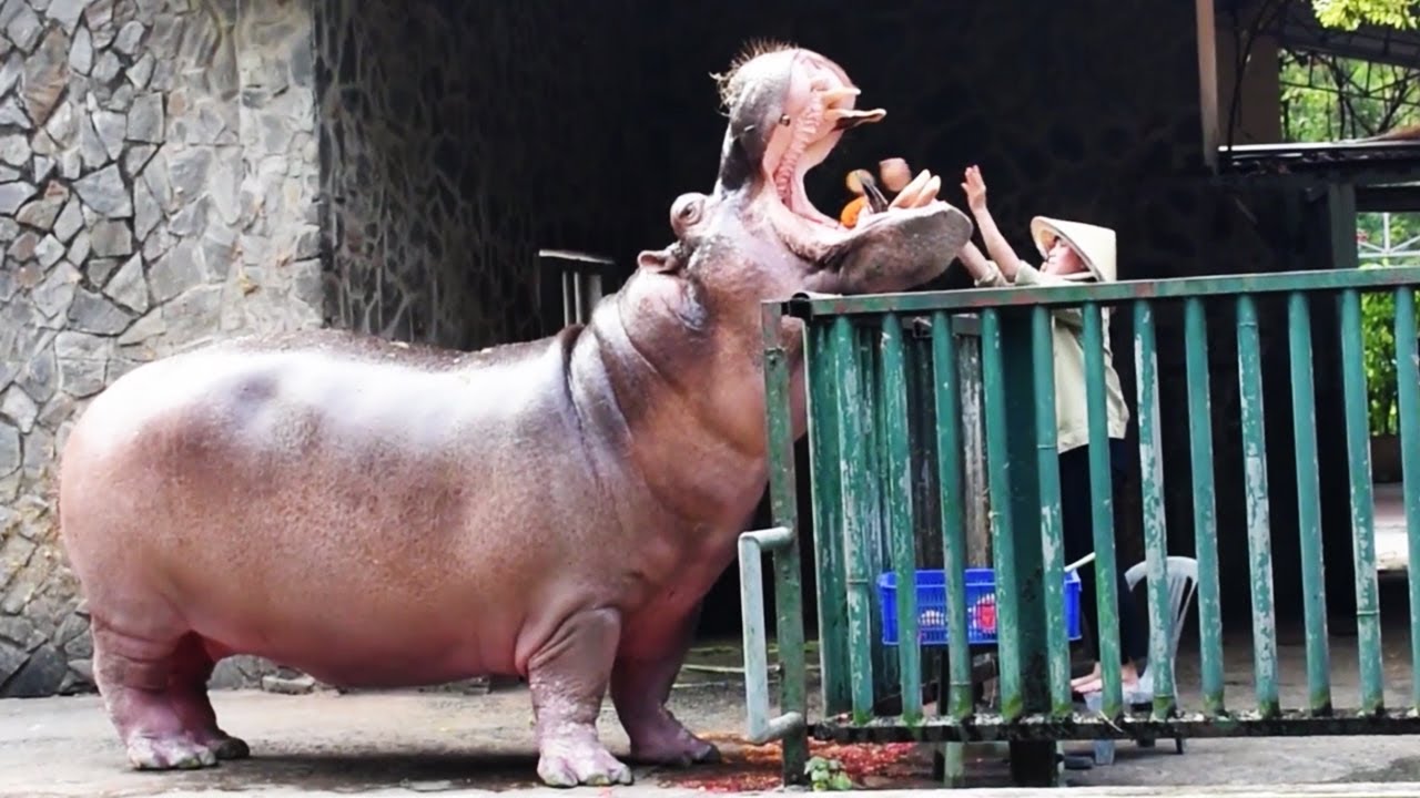 Zoo Animal sounds video and names in English - Sound of Animal - Lion ...