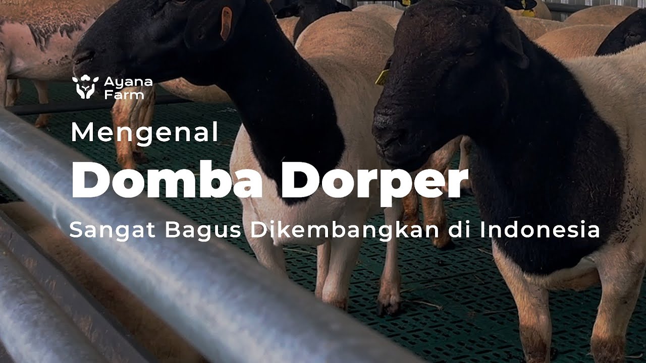 MENGENAL DOMBA DORPER YANG SANGAT BAGUS DIKEMBANGKAN DI PETERNAKAN ...