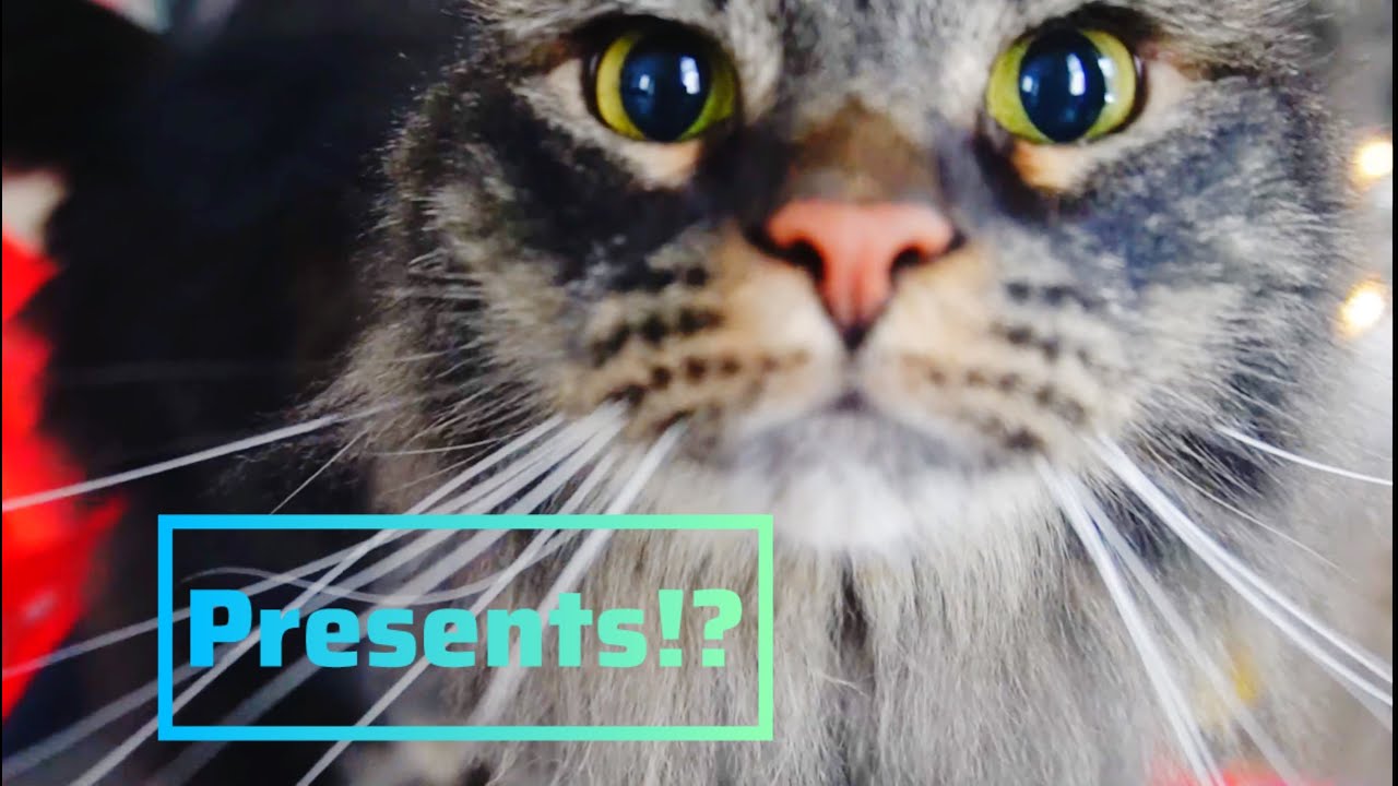 Curious Cat Playing with Baby Aleks Christmas Toys! - YouTube