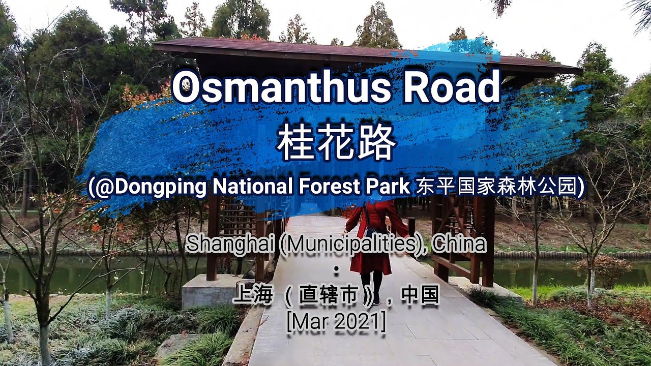 🌏323🌏 [Osmanthus Road @Dongping National Forest Park] [桂花路 @东平国家森林公园 ...