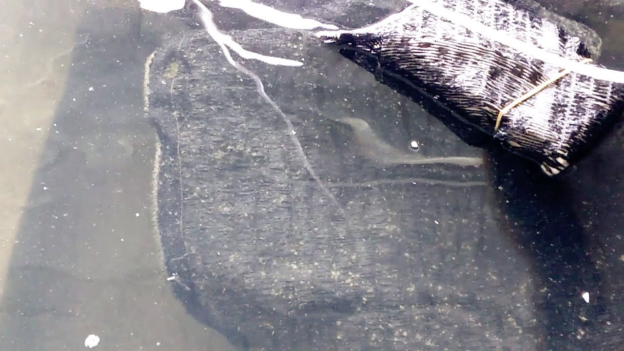 Larva, ikan KOI yg baru berusia 3 Hari... - YouTube