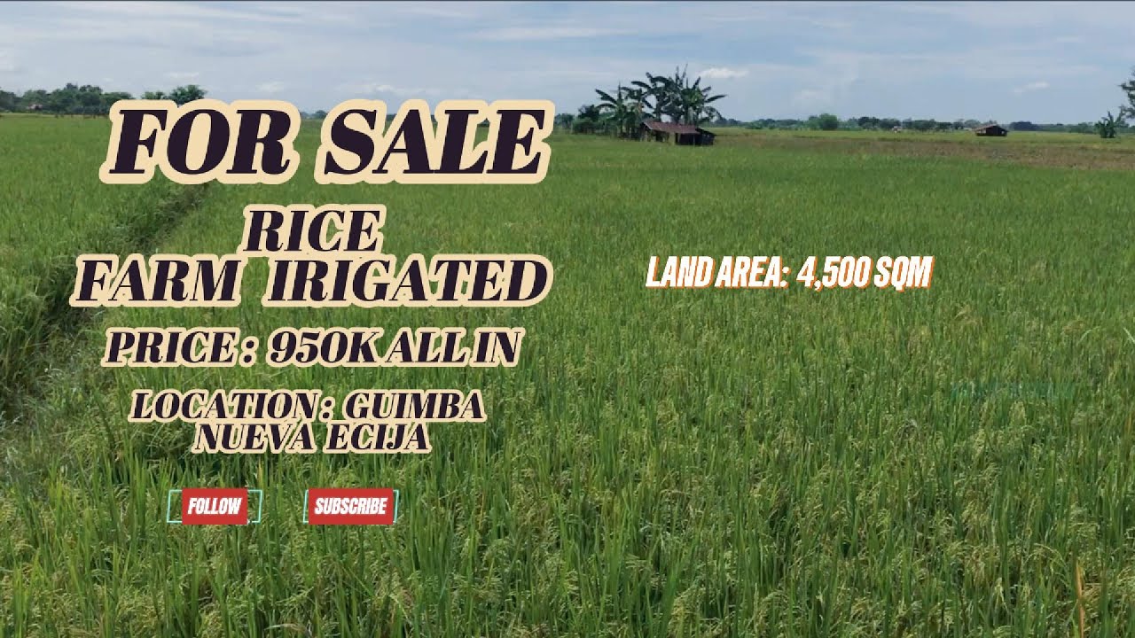 (V375) 4,500 SQM RICE FARM IRRIGATED, PRICE 950K, LOCATION GUIMBA NUEVA ...