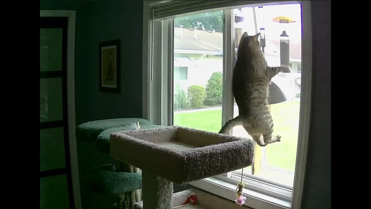 Biscuit - My Silly Cat Jumps Out the Window - YouTube