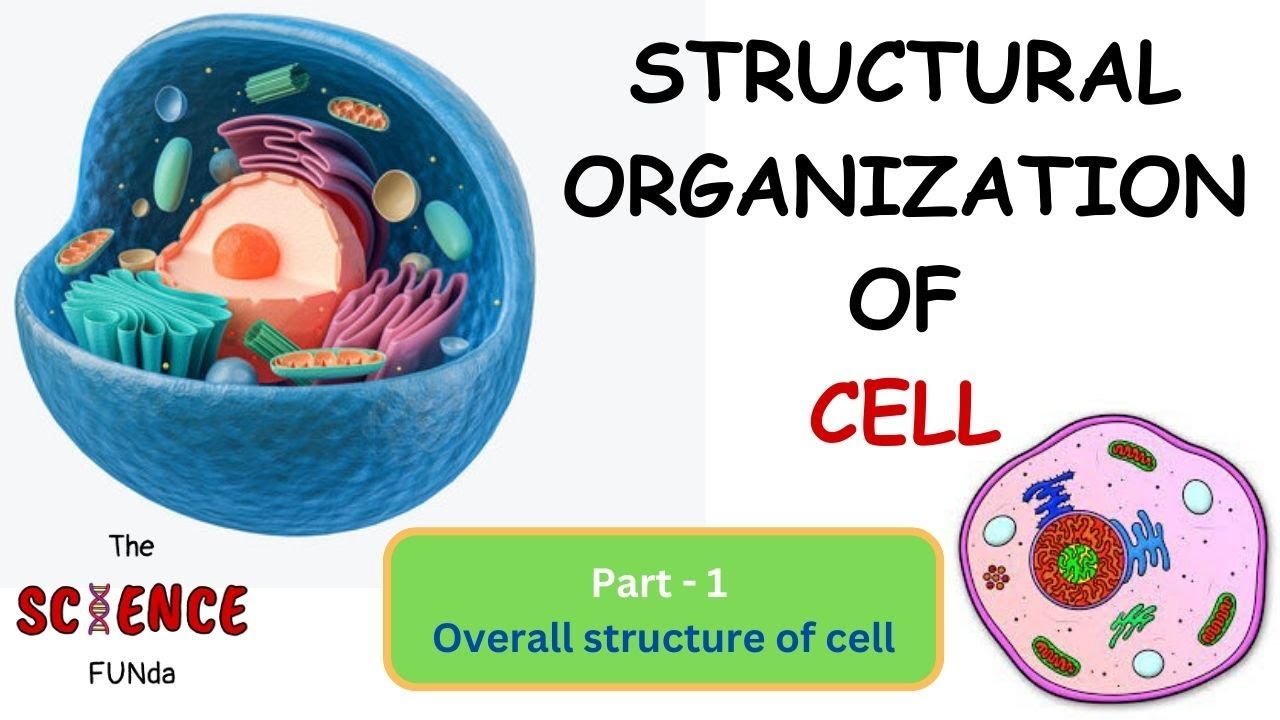 Structure Organization of Cell | Part 1: Overall Structure of Cell ...