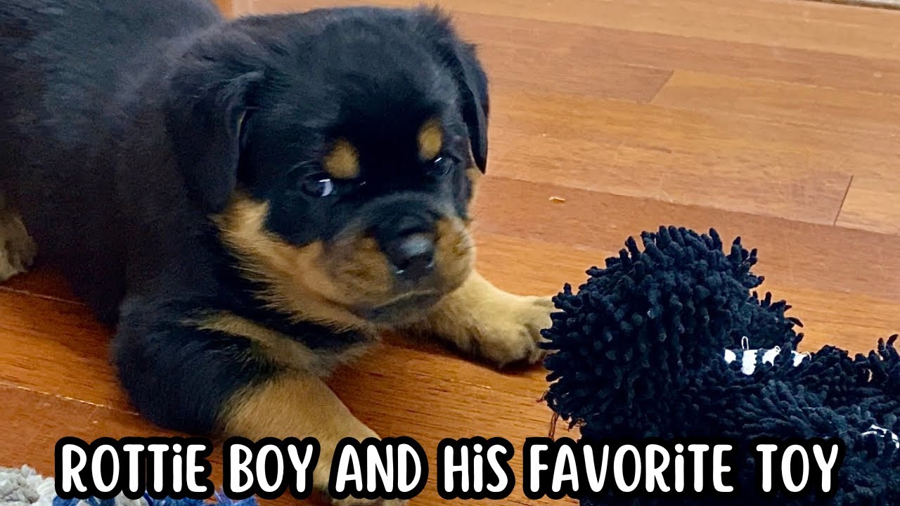 Rottie puppy and his favorite toy. #puppy - YouTube