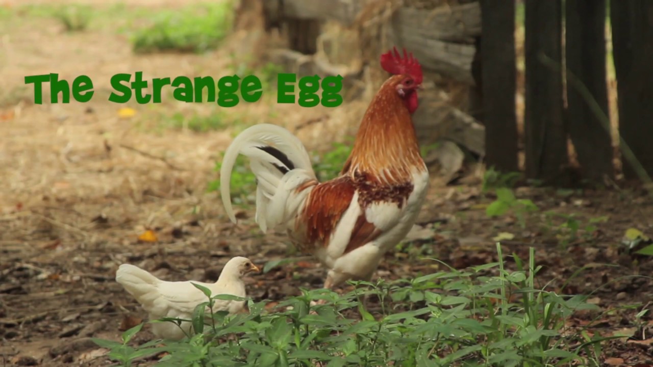 50-2 U8 The Strange Egg - YouTube