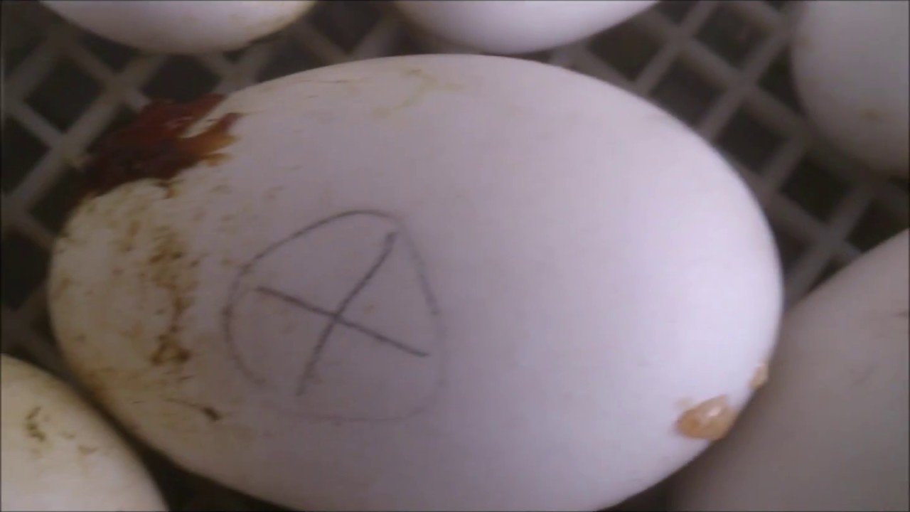 Hatching Eggs - First signs - YouTube