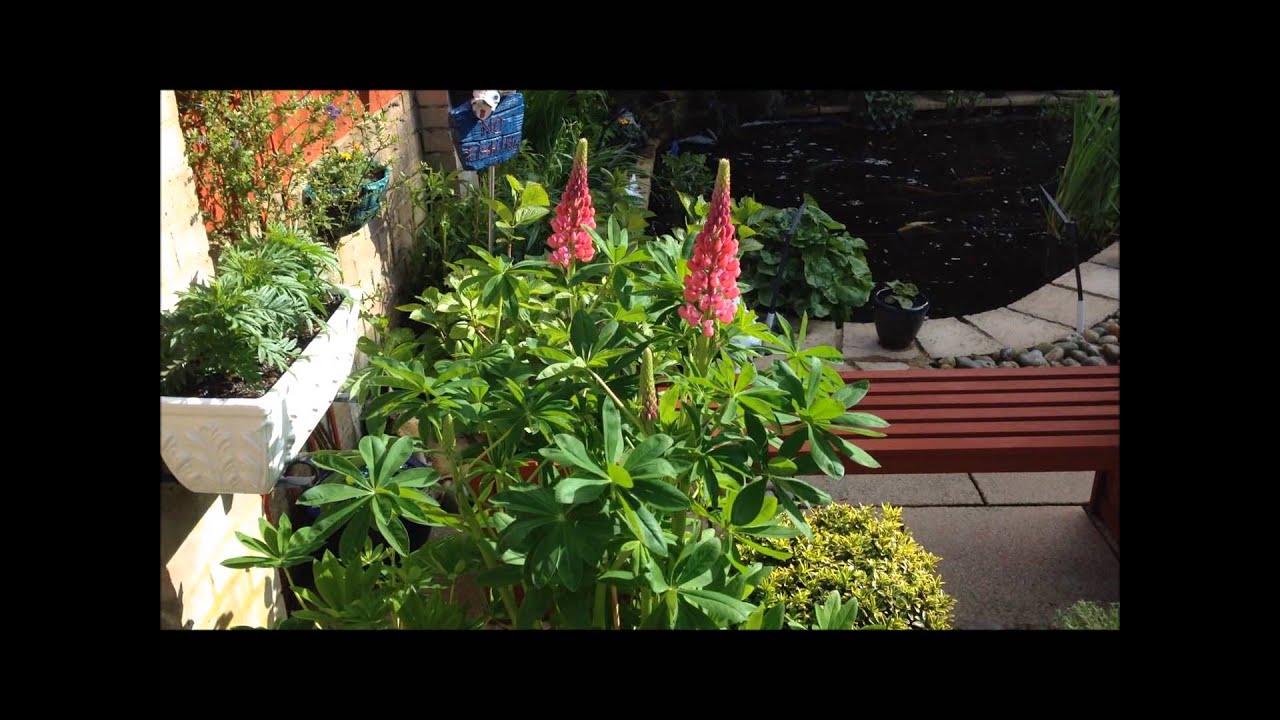 Red Lupin Russell Hybrid, Massive Plant - YouTube