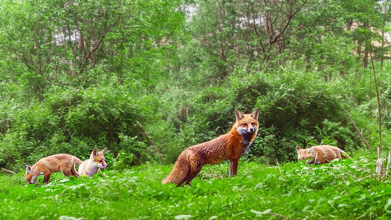 Red Fox Family (Trail Cam) - YouTube