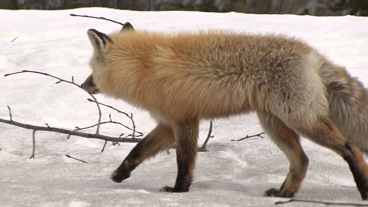 Wild red fox in winter walking through forest - YouTube