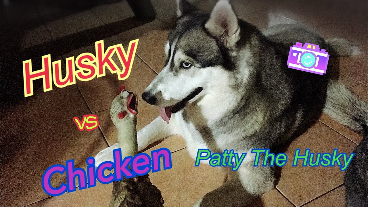 Husky & Chicken ออเจ้าไซบีเรียนเต้นไก่นา กัมพูชา - YouTube