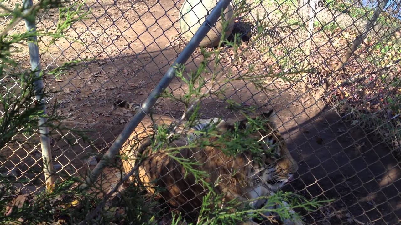 Tiger World (Rockwell, NC) - YouTube