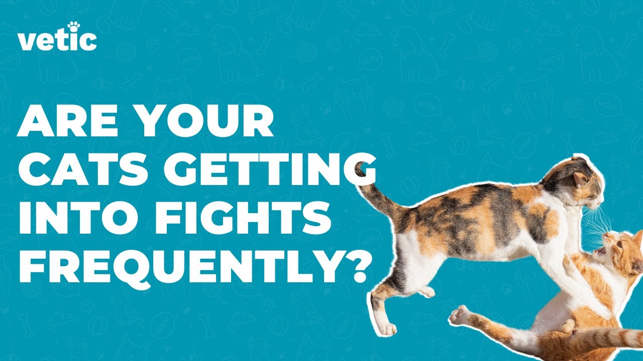 Why are My Cats Fighting | How to Stop Cat Fighting Indoors? - YouTube