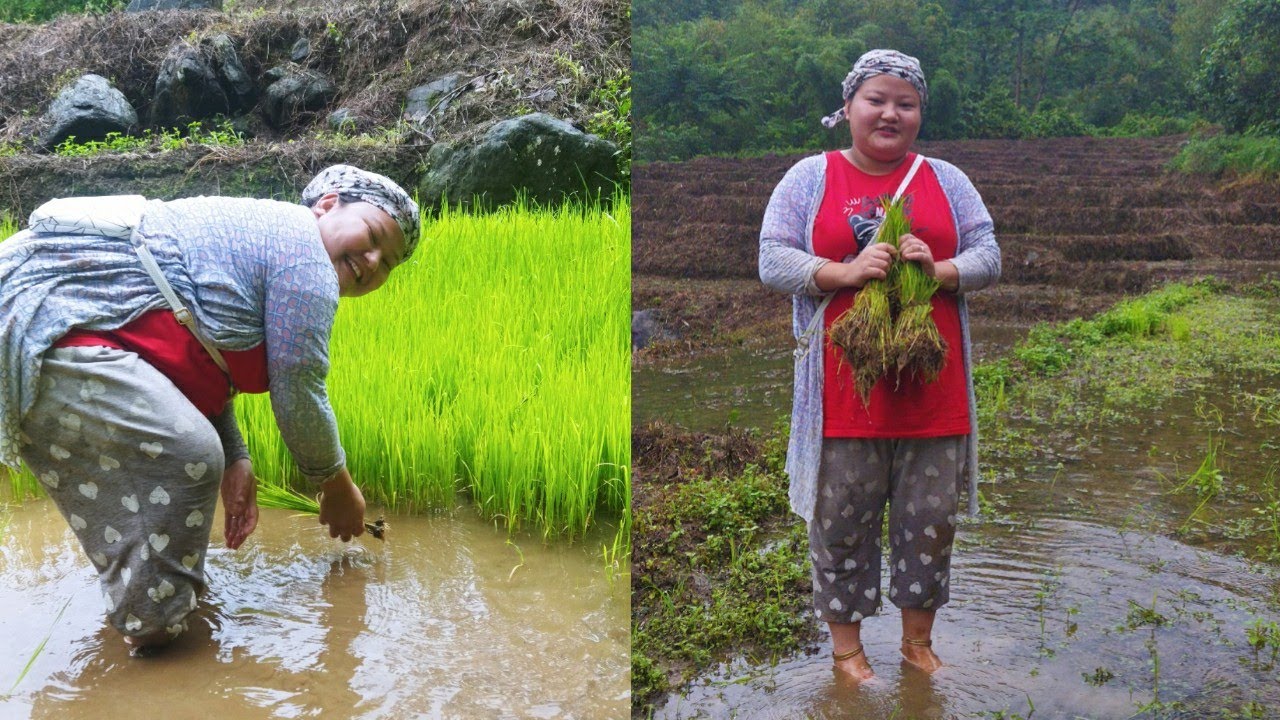 Belo girl/Rice planting paddy field /belong from middle class family ...