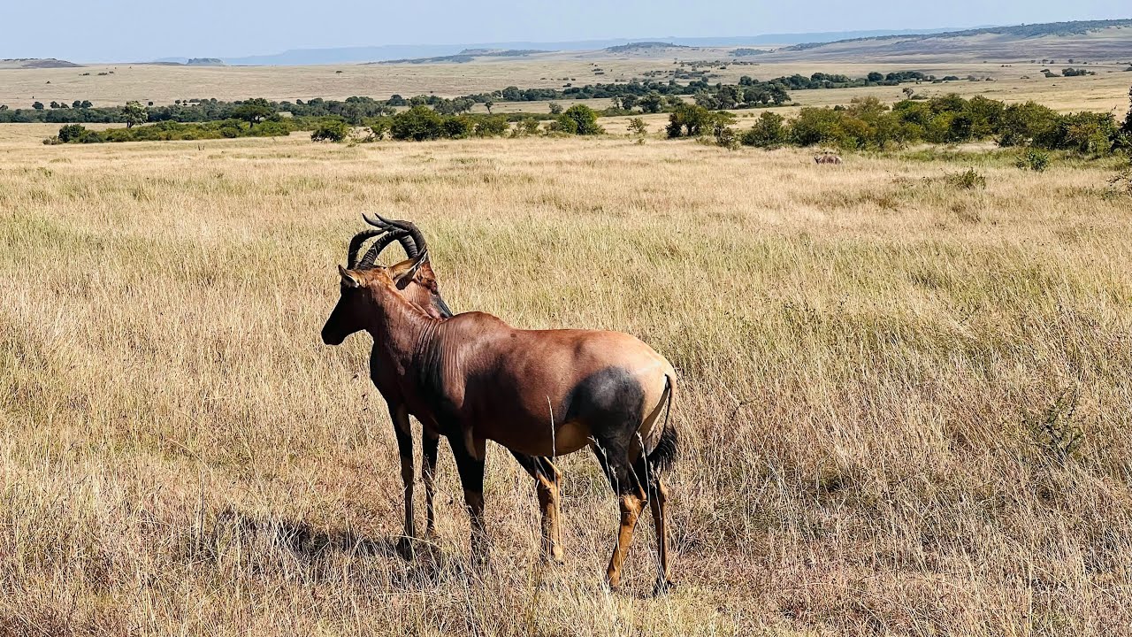 Maasai Safari Tour: Topi - Kenya - YouTube