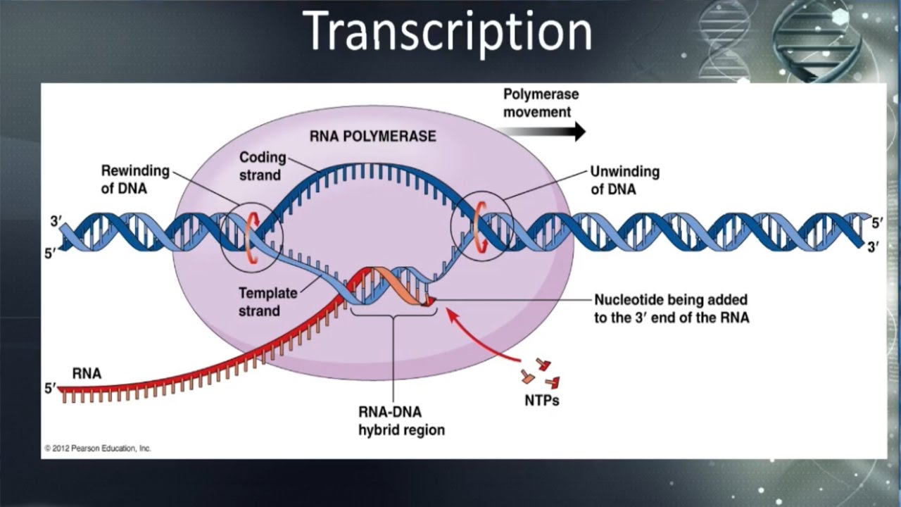 Pastor Mike Online 09 29 16 Mental Disorders Genetic Engineering And pastor-mike-online-09-29-16-mental-disorders-genetic-engineering-and