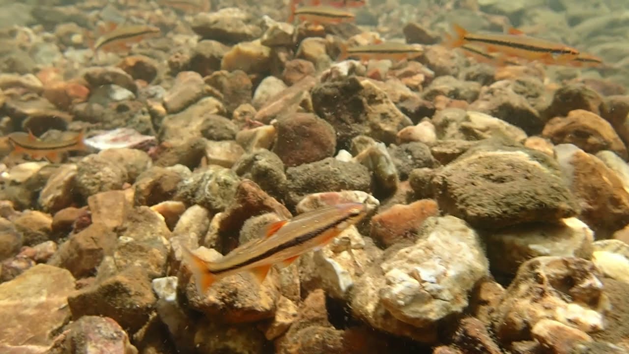 Ozark Minnow Spawn - YouTube