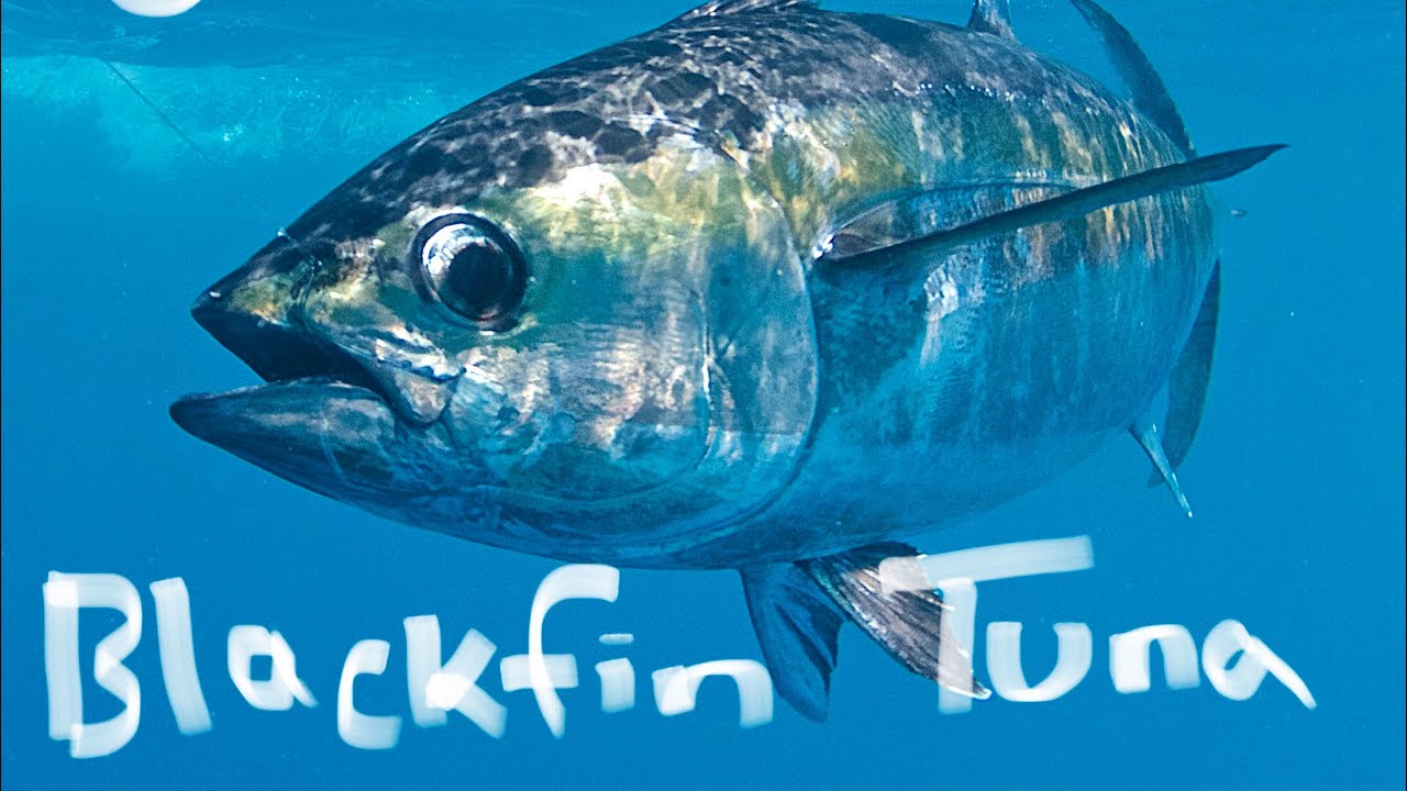 Blackfin Tuna Fishing with No Doubt Charters | Key West Offshore ...