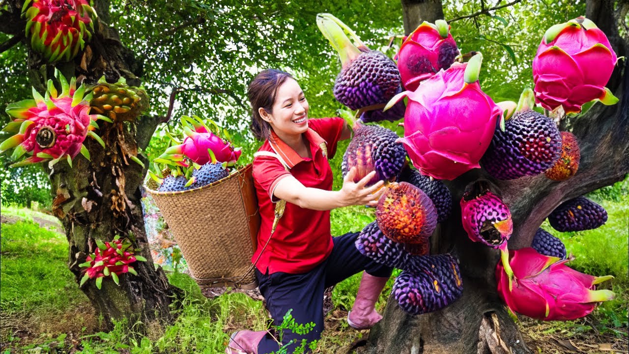 How ASIA is Harvesting Millions of DRAGON FRUITS | An Awesome Tradition ...