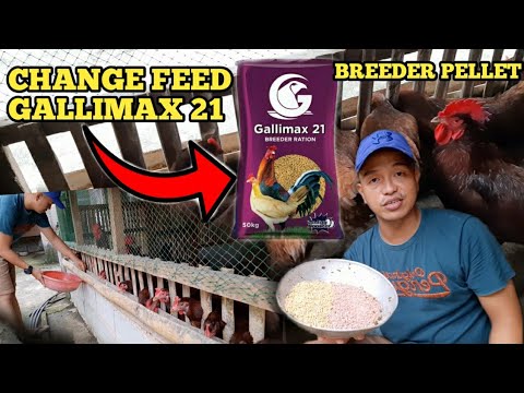 GALLIMAX 21 BREEDER PELLET | TIPS FOR CHANGE FEEDING | RHODE ISLAND RED ...