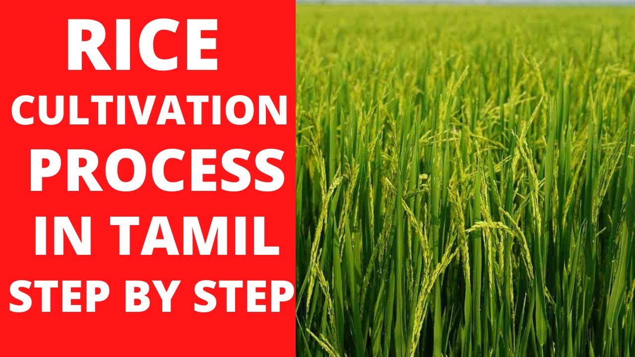 Rice Cultivation Process in Tamil | Rice Cultivation Process Step by ...