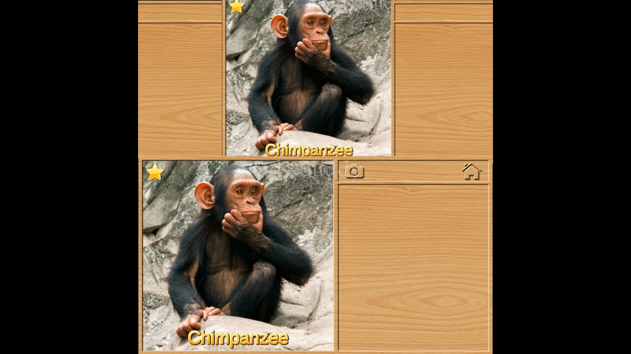 Funny Chimpanzee Animal Puzzles for Kids Game shorts - YouTube