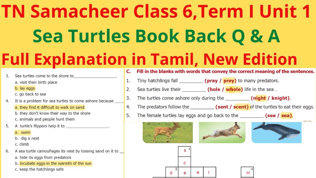Sea Turtles | Book Back Exercises | 6th Standard Term 1 Unit 1 ...