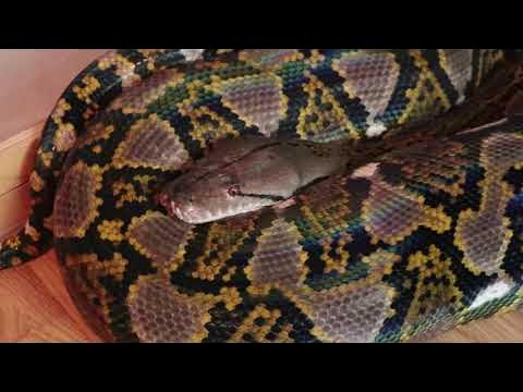 Interesting Big Snake Behavior (Reticulated Python) - YouTube