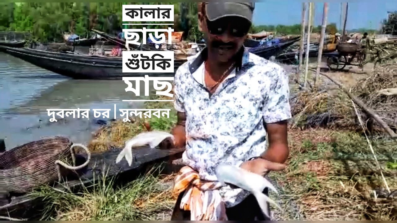 কালার ছাড়া শুঁটকি মাছ | দুবলার চর | সুন্দরবন | Mohsin ul Hakim - YouTube