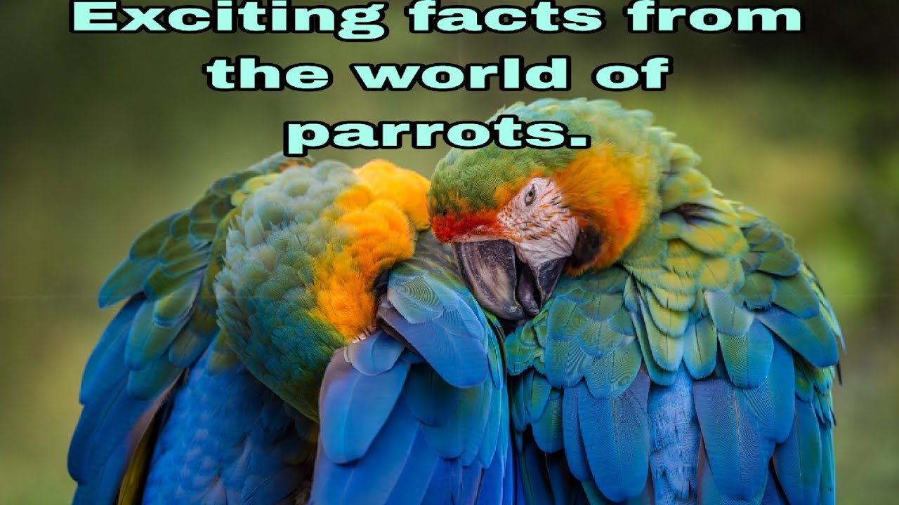 True facts about parrots.cute birds movement Parrot sound Parrot call ...