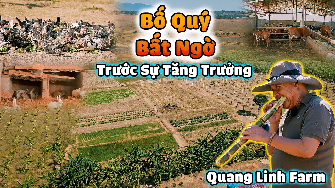 Quanglinhvlogs || Đón Tiếp Đoàn Khách Vip Ghé Thăm Farm, Bố Qúy Quay ...