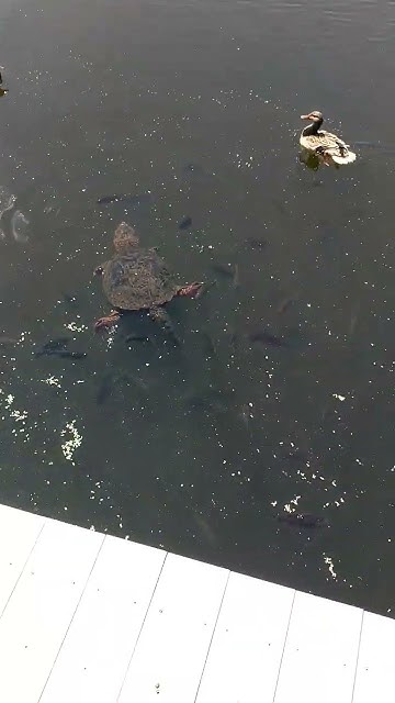 Large snapping turtle eating duck food😐 - YouTube