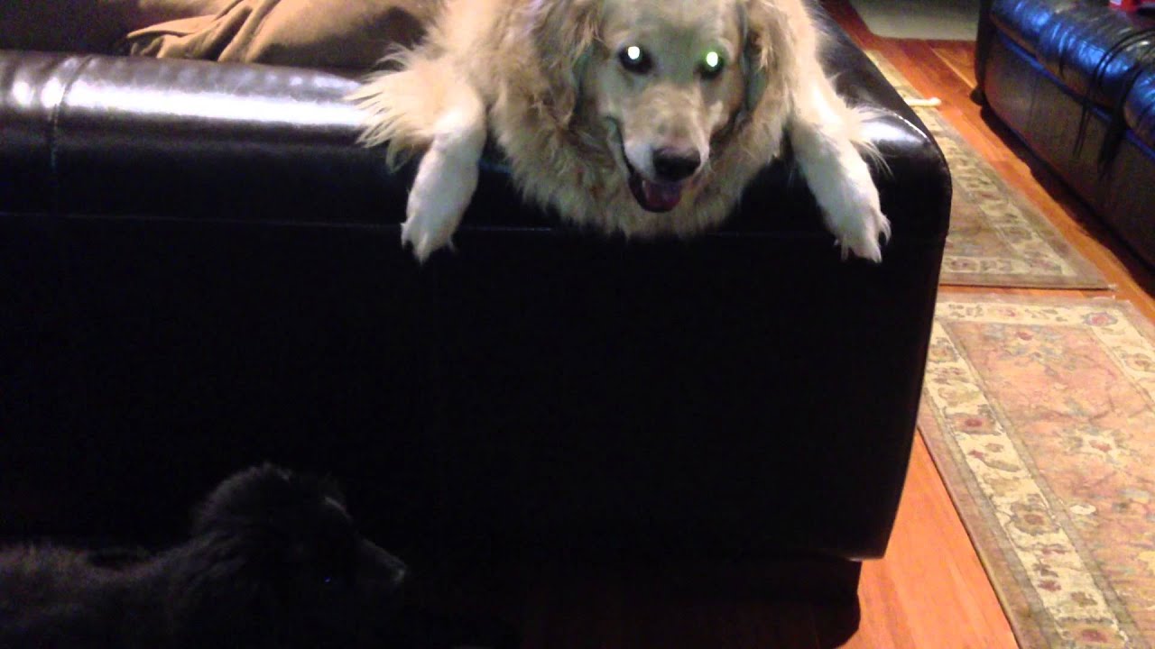 Golden Retriever Snarling at Newfoundland Puppy - YouTube