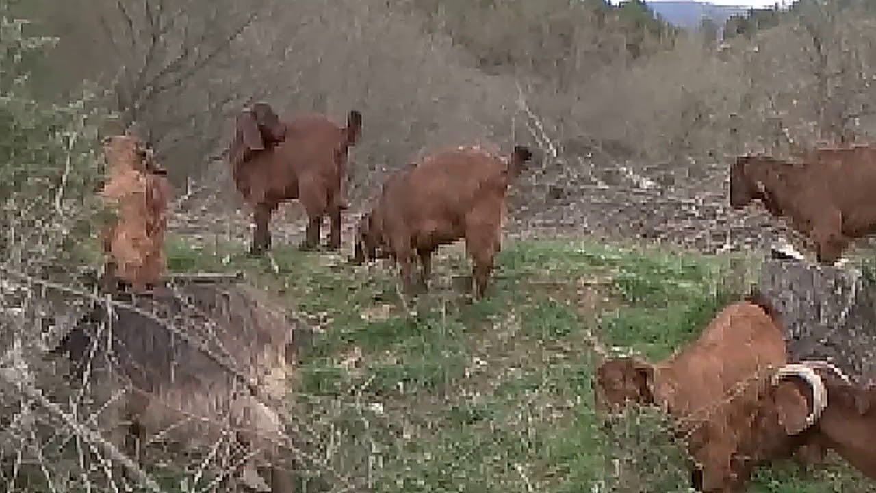 Τα κατσικια μου - YouTube