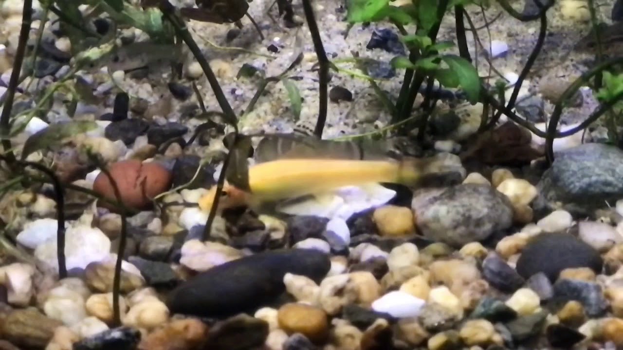 Microrasbora rubescens , Trigonostigma heteromorpha ( Red Rasbora ...