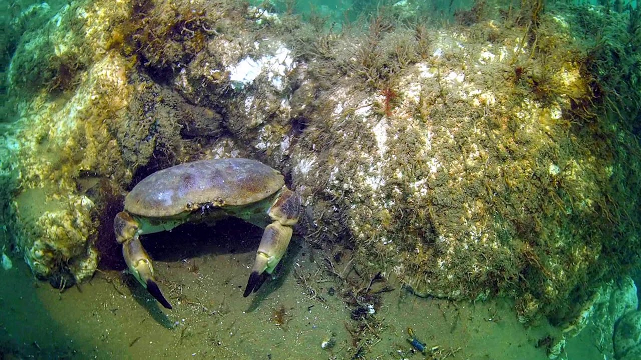 2020 Overstrand's 2nd chalk reef - emerging from the sand - YouTube