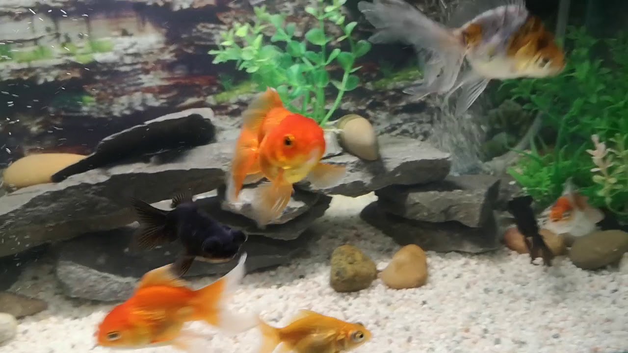 Top filter biru serta top filter diy untuk Aquarium Ikan Emas saya ...