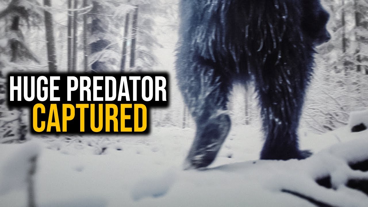 GIANT PREDATOR WALKS ON HIDDEN TRAIL CAM! - YouTube